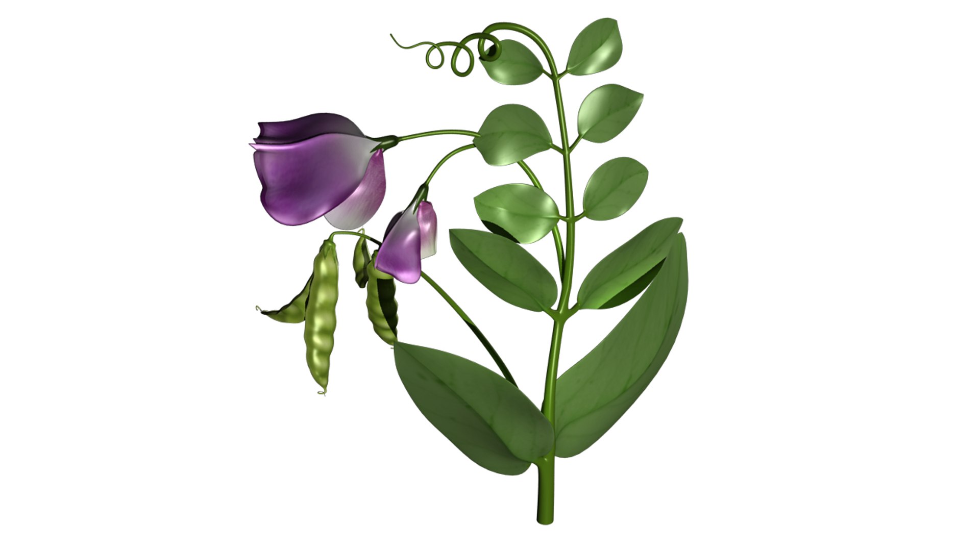 3d Model Pea Pod Flower