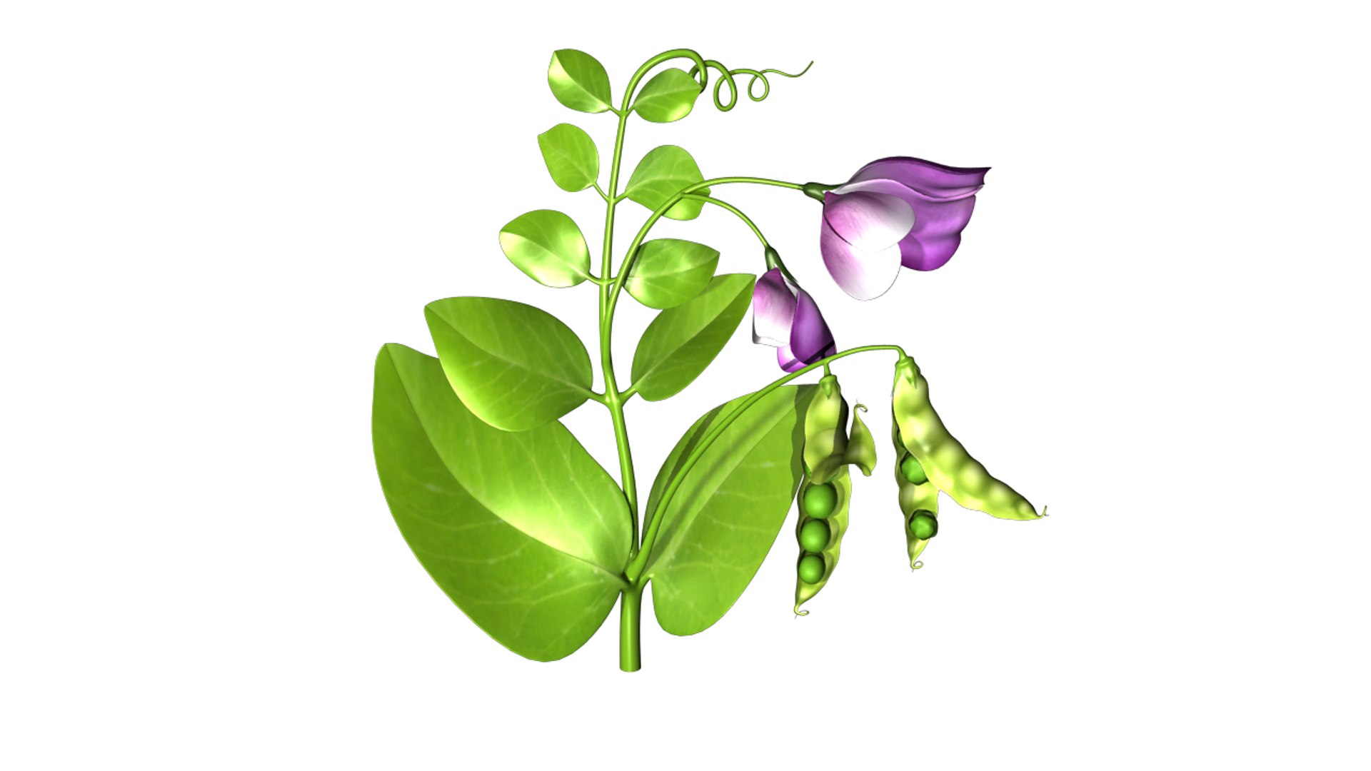 3d Model Pea Pod Flower