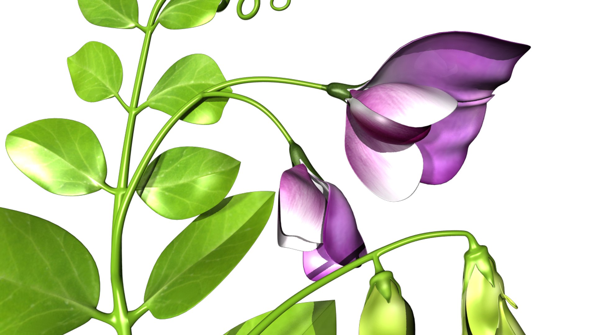 3d Model Pea Pod Flower