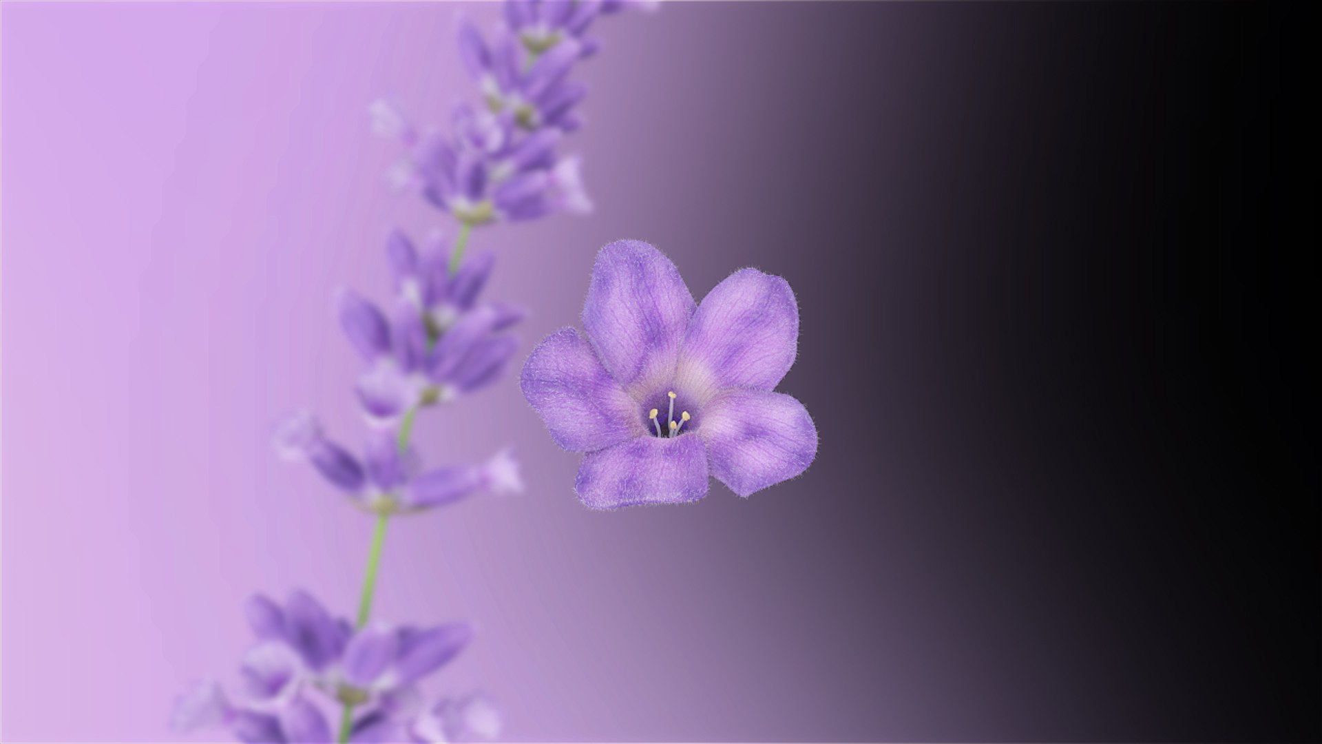Lavender 3D - TurboSquid 2046688