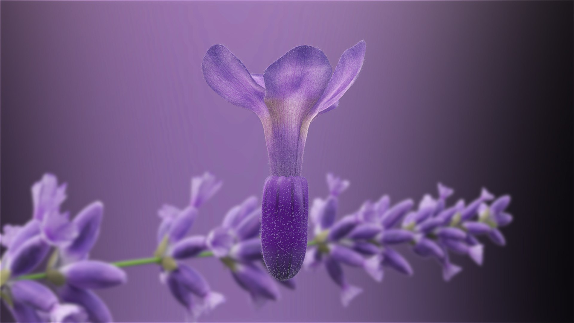 Lavender 3D - TurboSquid 2046688