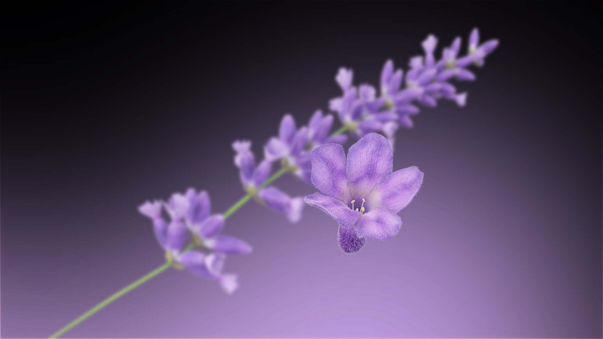 Lavender 3D - TurboSquid 2046688