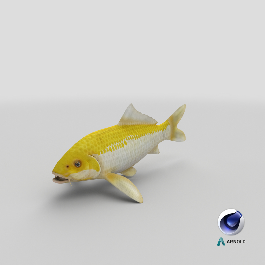 3D yellow koi ogon fish model | 1144510 | TurboSquid