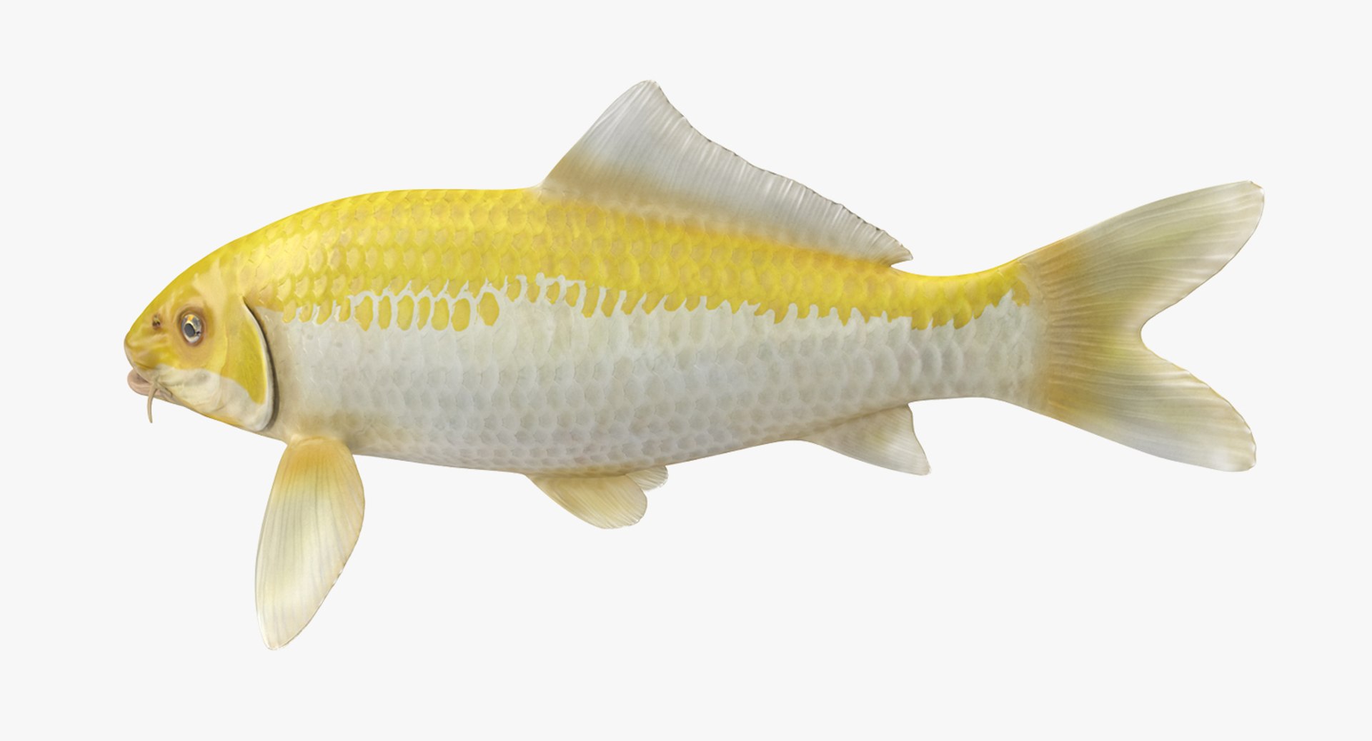 3D yellow koi ogon fish model | 1144510 | TurboSquid