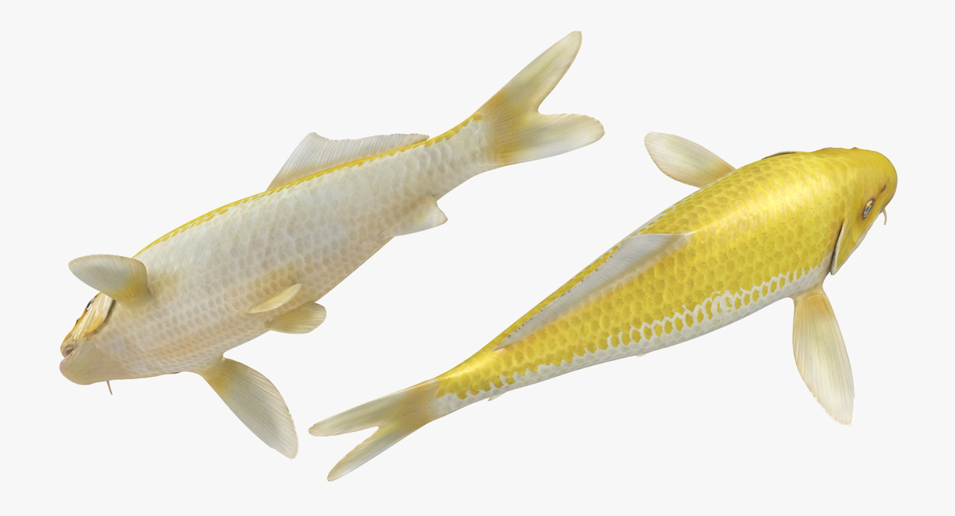 3D yellow koi ogon fish model | 1144510 | TurboSquid
