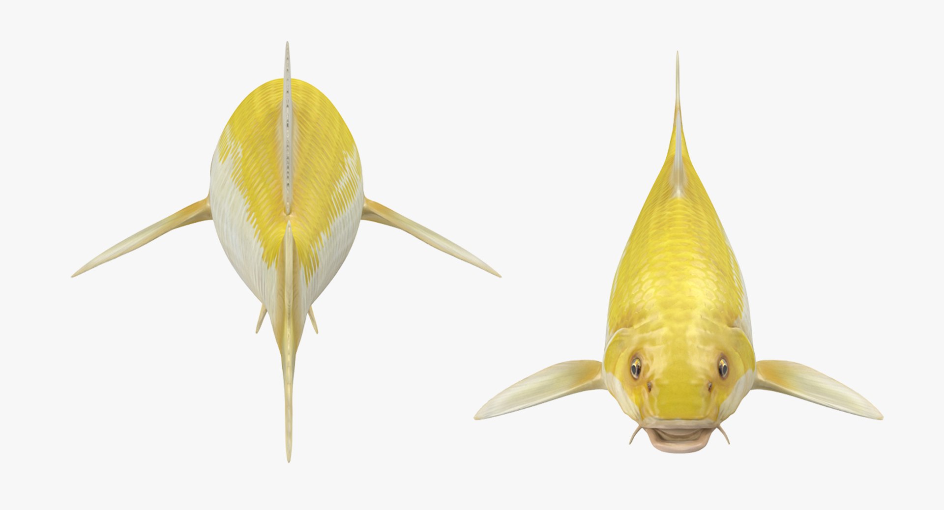 3D yellow koi ogon fish model | 1144510 | TurboSquid