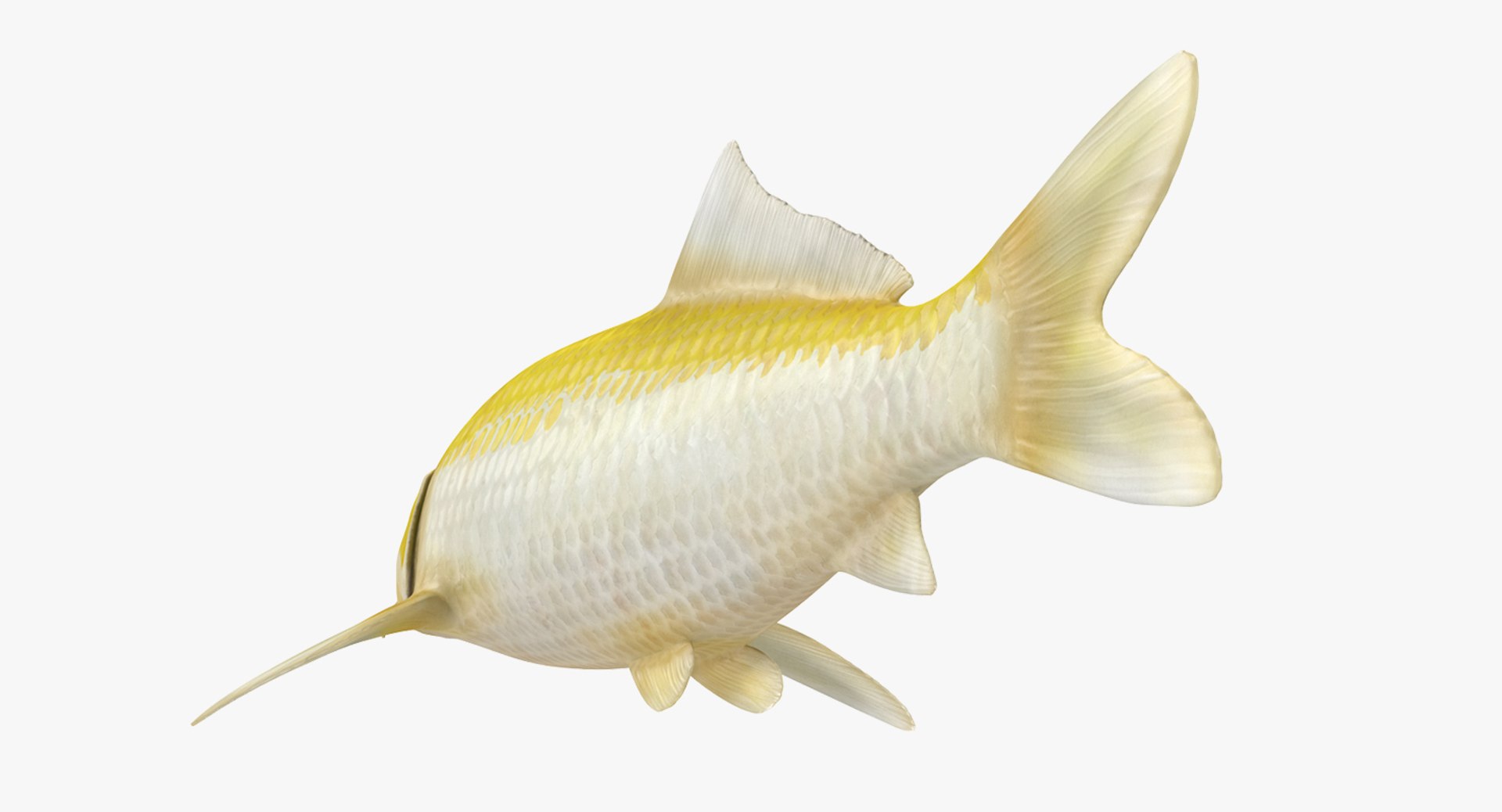 3D yellow koi ogon fish model | 1144510 | TurboSquid