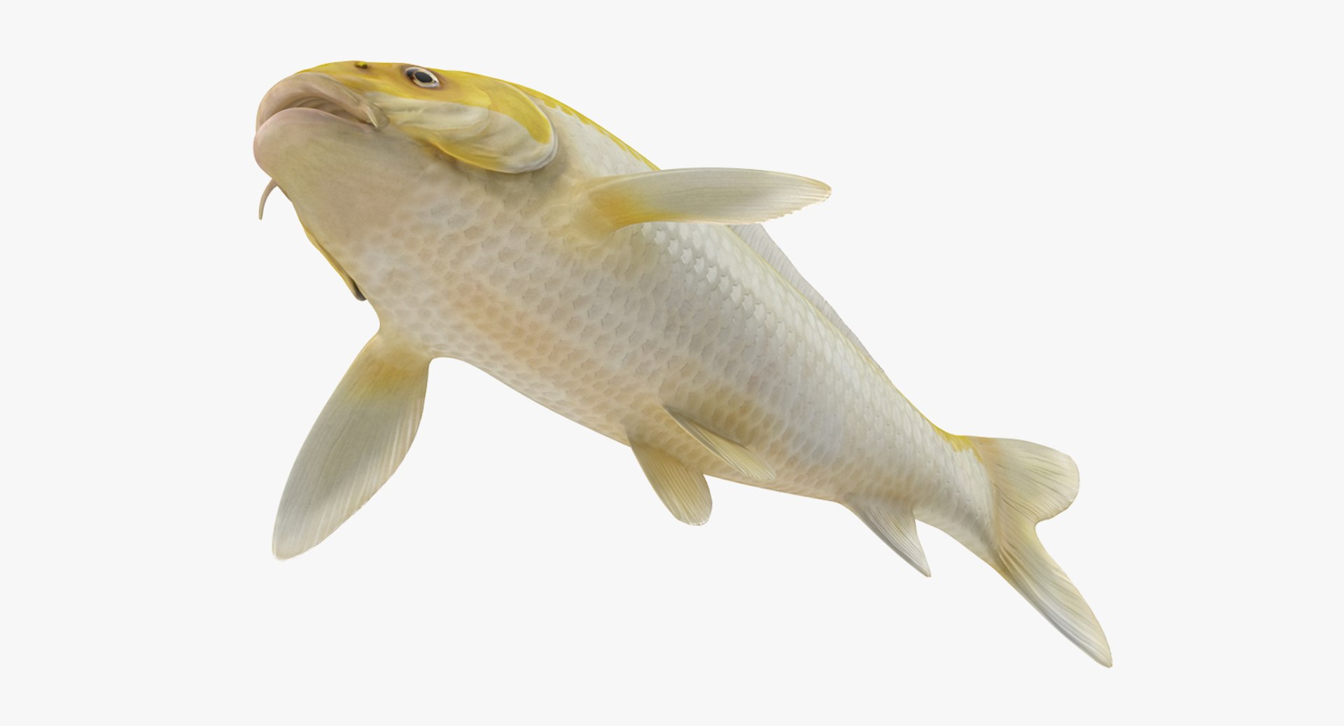 3D yellow koi ogon fish model | 1144510 | TurboSquid