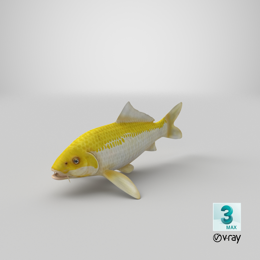 3D yellow koi ogon fish model | 1144510 | TurboSquid