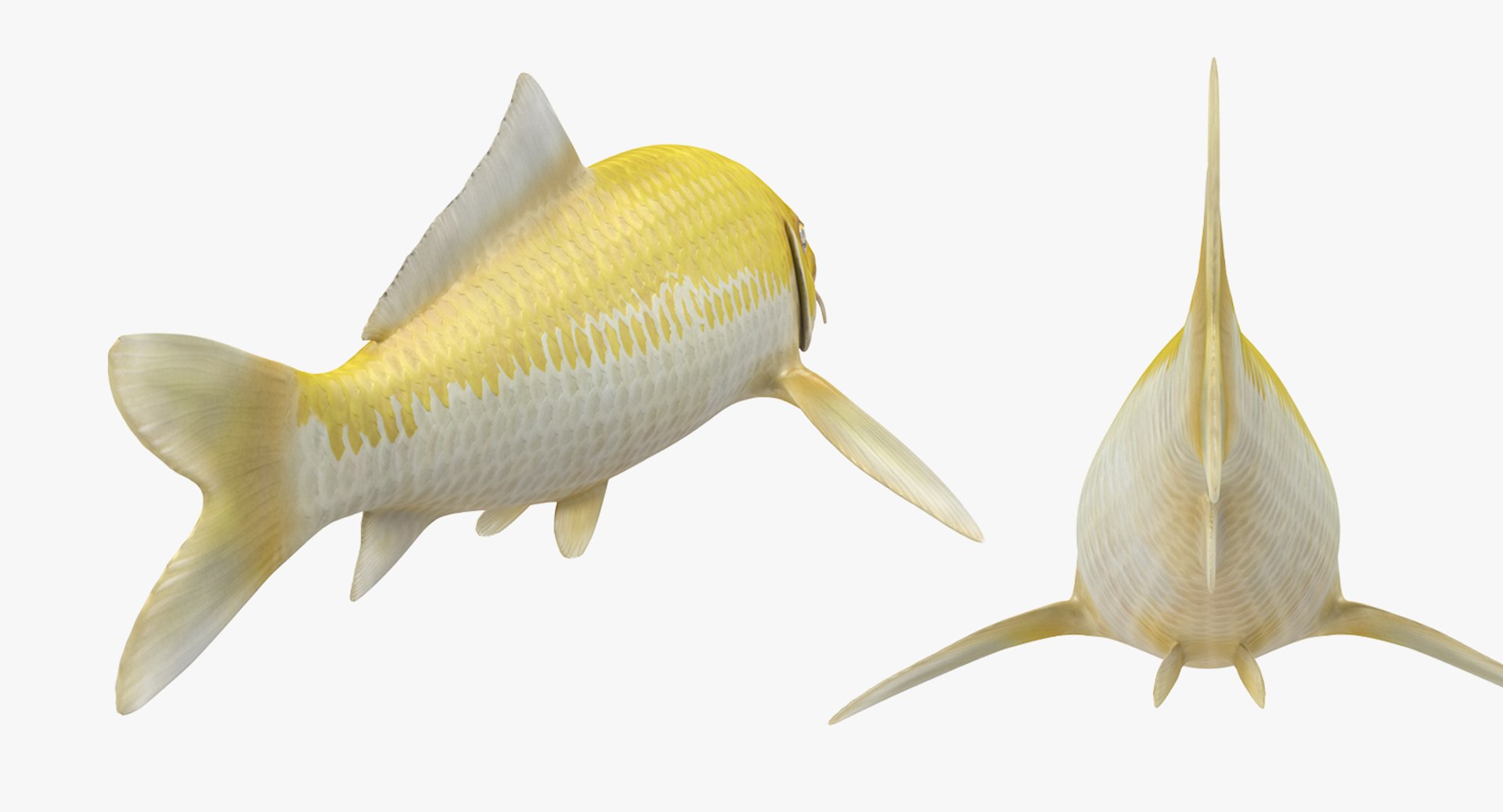 3D yellow koi ogon fish model | 1144510 | TurboSquid