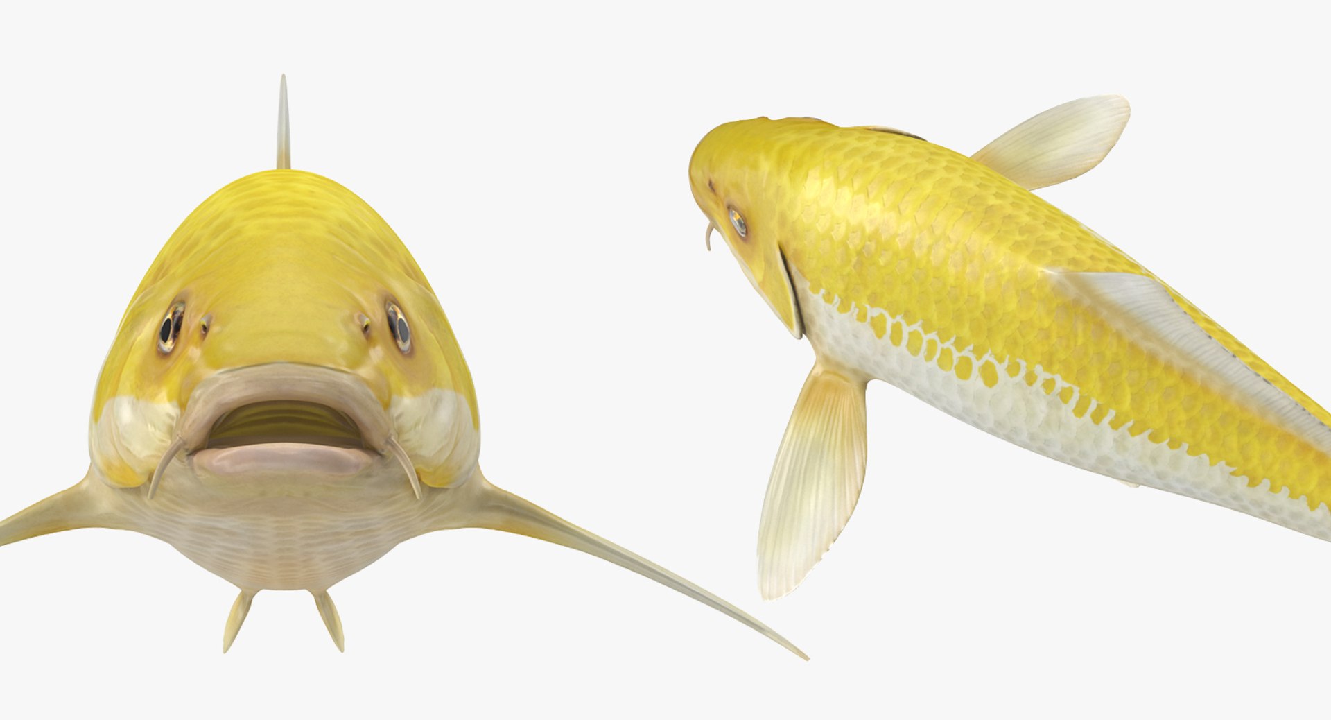 3D yellow koi ogon fish model | 1144510 | TurboSquid
