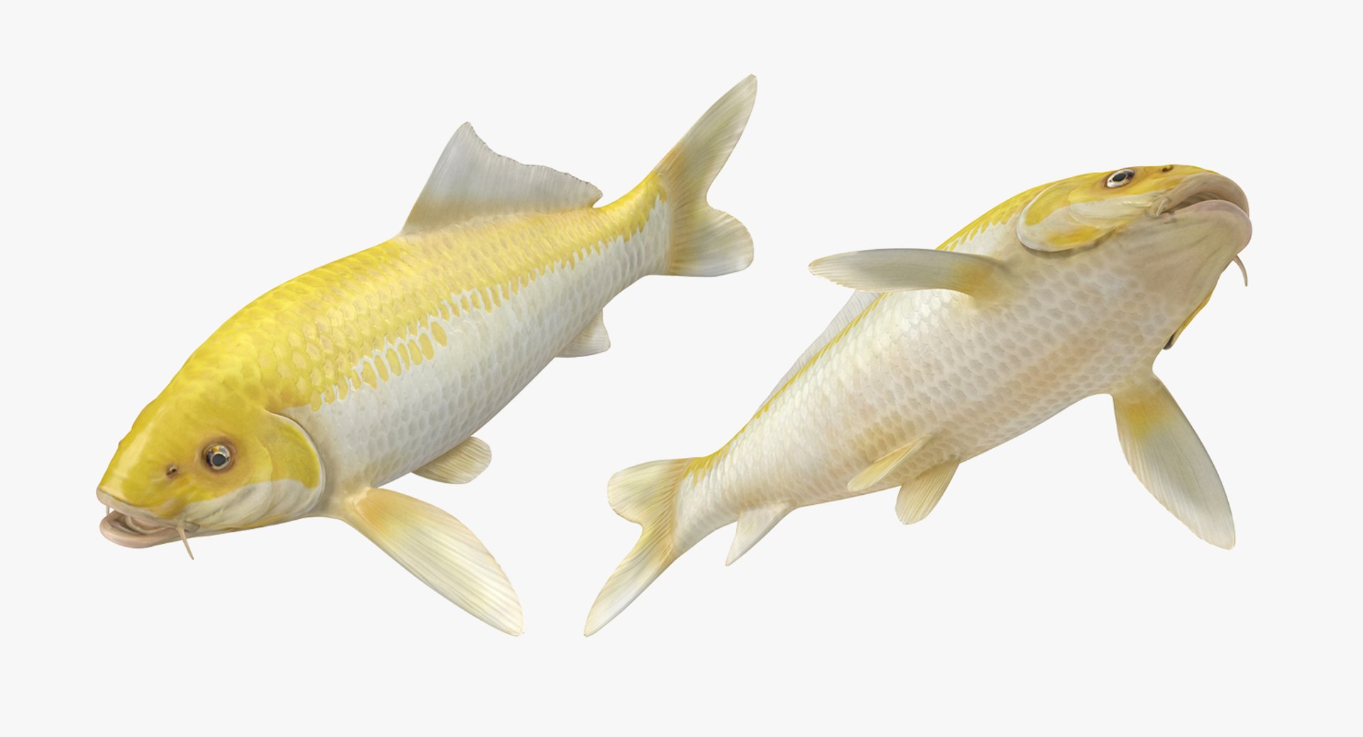 3D yellow koi ogon fish model | 1144510 | TurboSquid