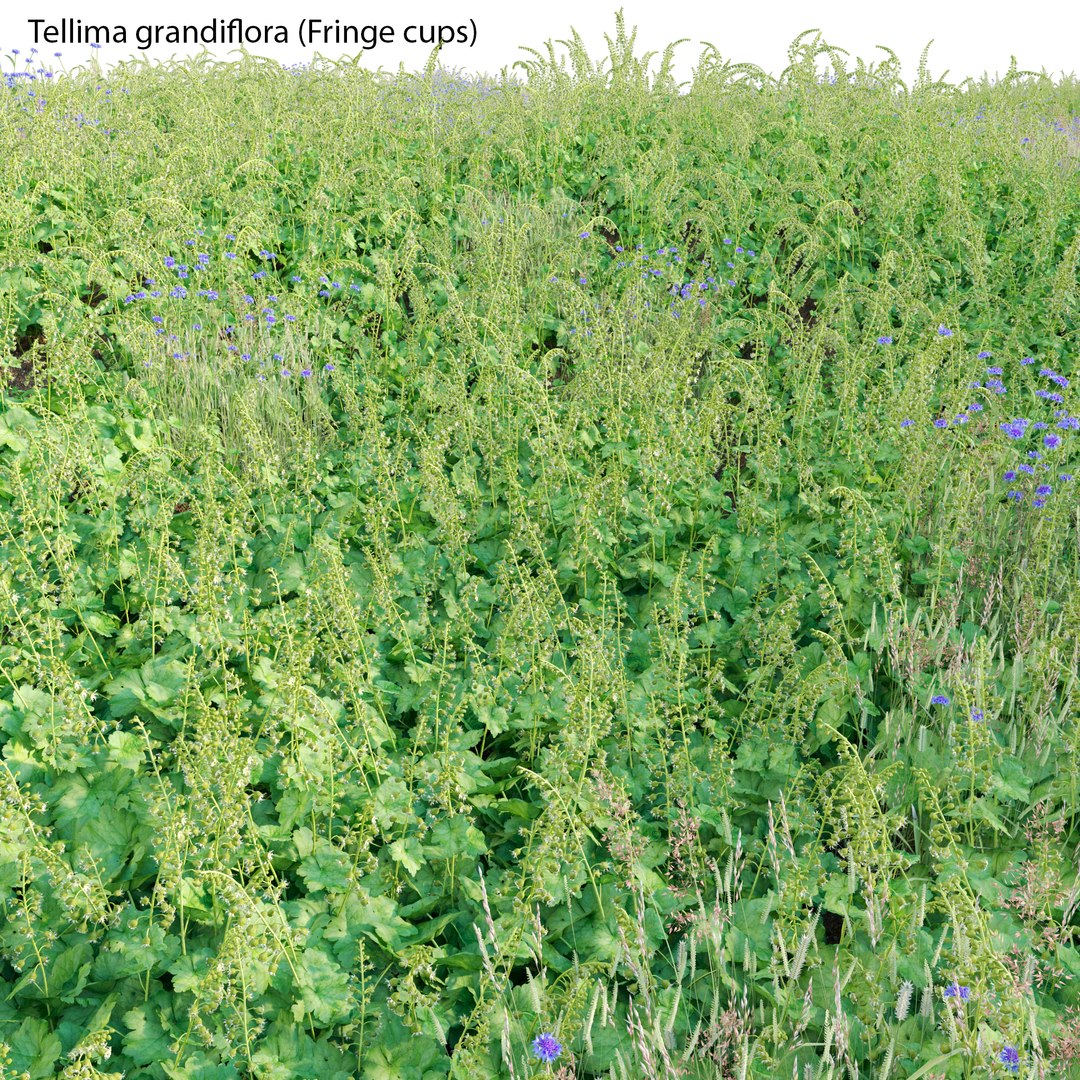 3D Tellima Grandiflora - Fringe Cups Model - TurboSquid 1962802