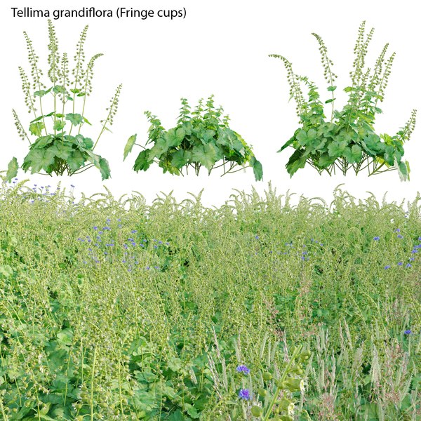 modelo 3d Tellima grandiflora - Fringe cups - TurboSquid 1962802