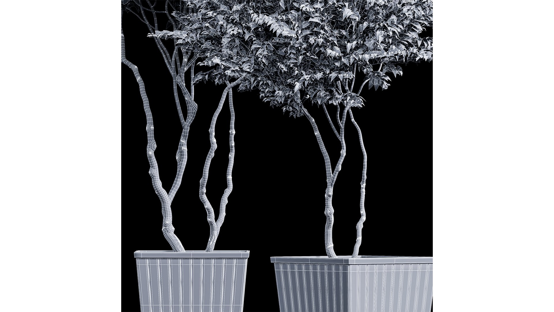 New Tree High Detail Amelanchier Lamarckii Pot 3D Model - TurboSquid ...