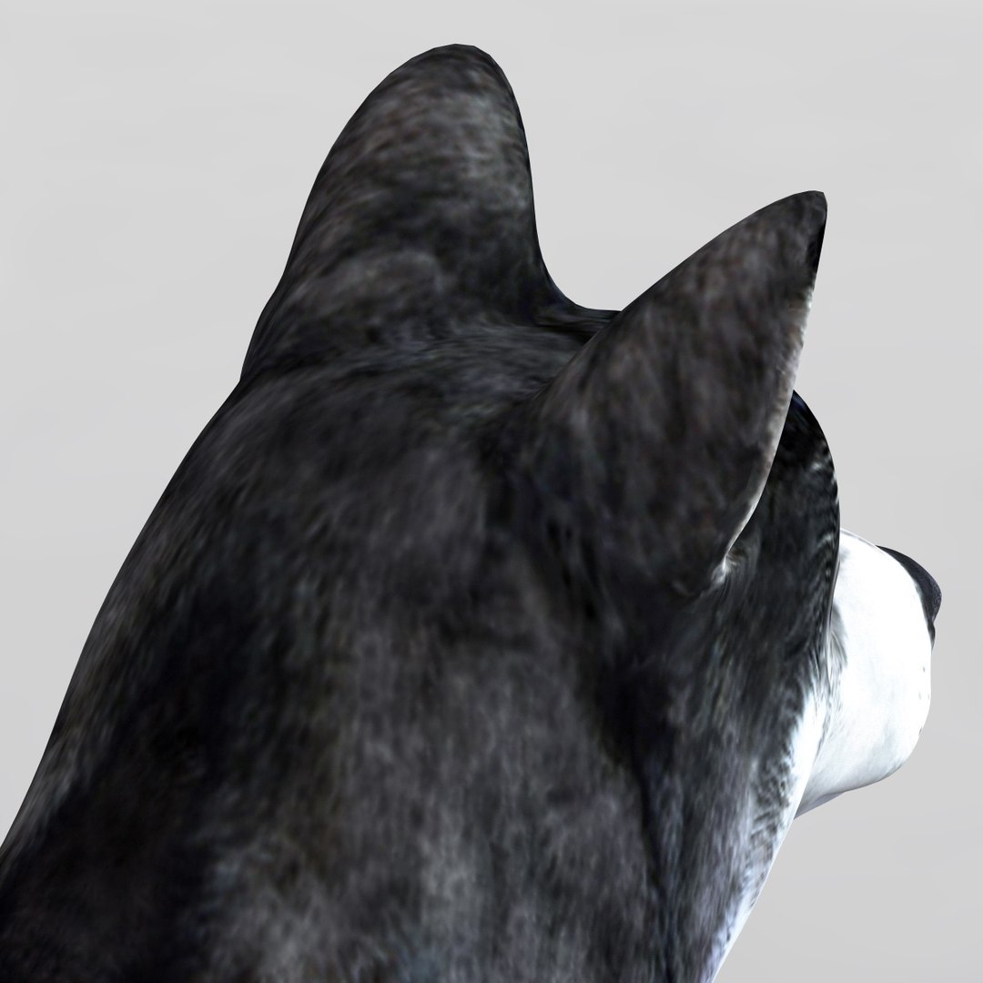 3dsmax siberian husky puppy