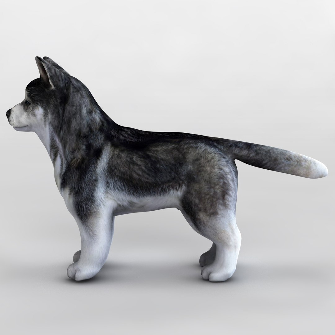 3dsmax siberian husky puppy