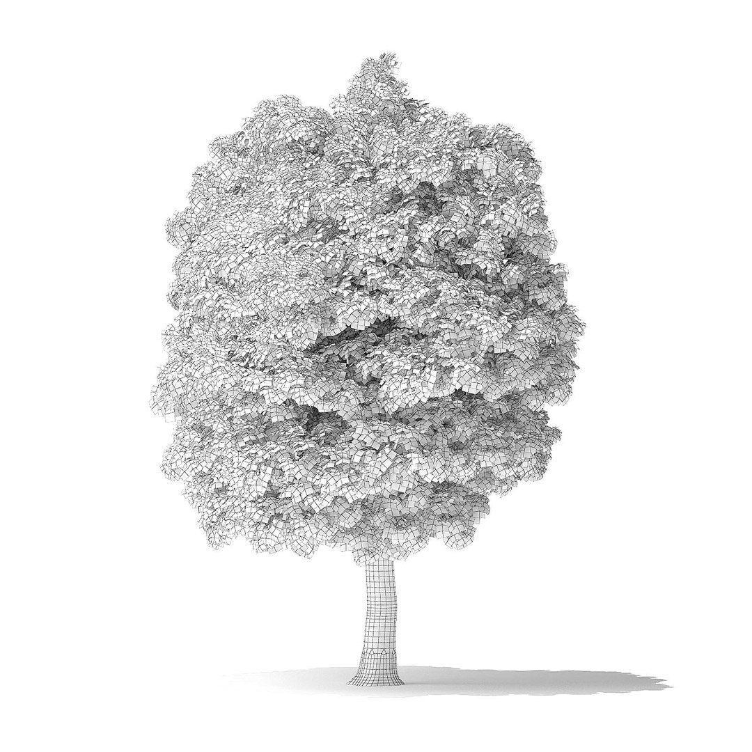 3D american basswood tree 8 - TurboSquid 1459570
