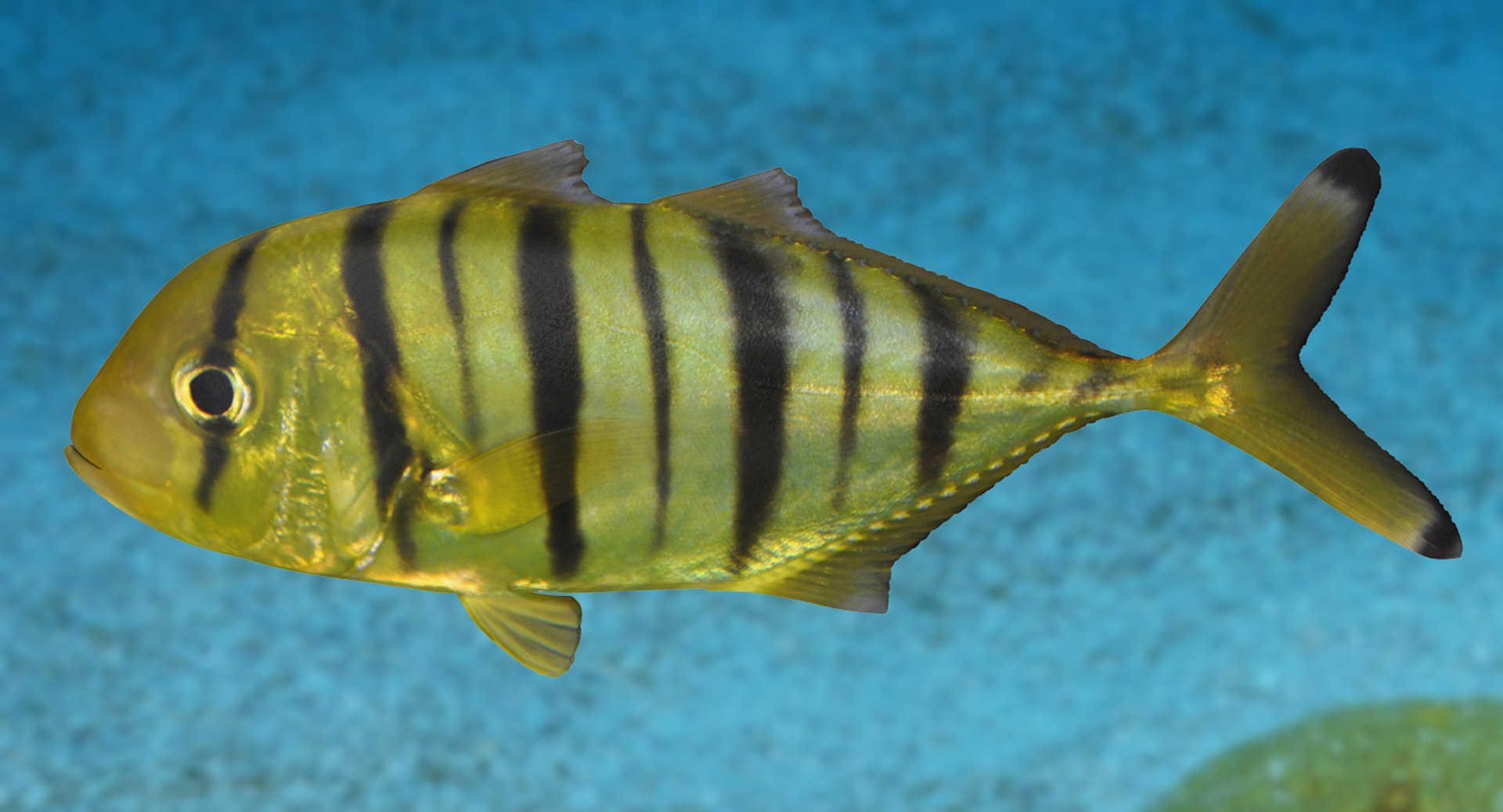 Juvenile Golden Trevally 3d 3ds
