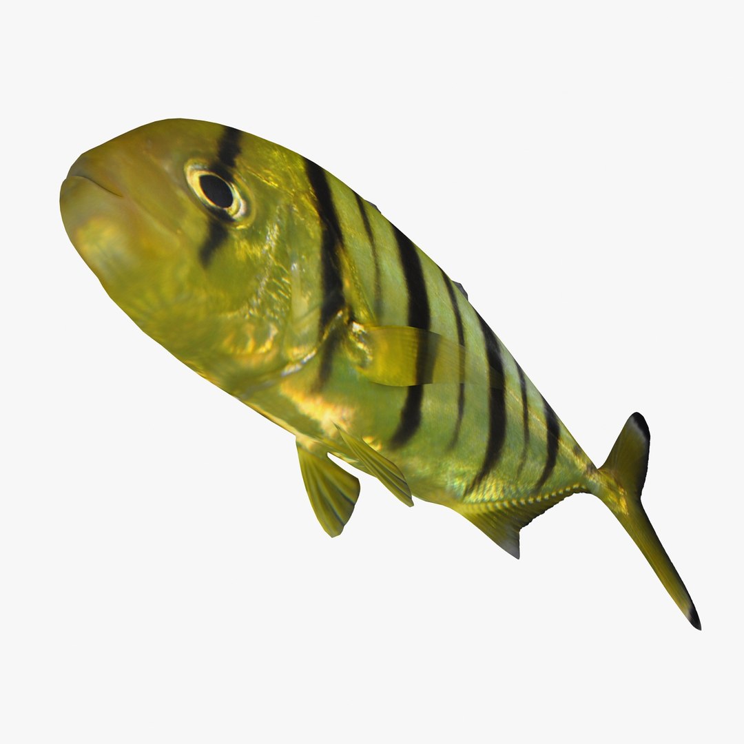 Juvenile Golden Trevally 3d 3ds