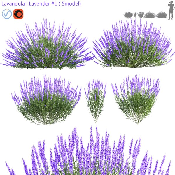 modèle 3D de Lavande - TurboSquid 1792243