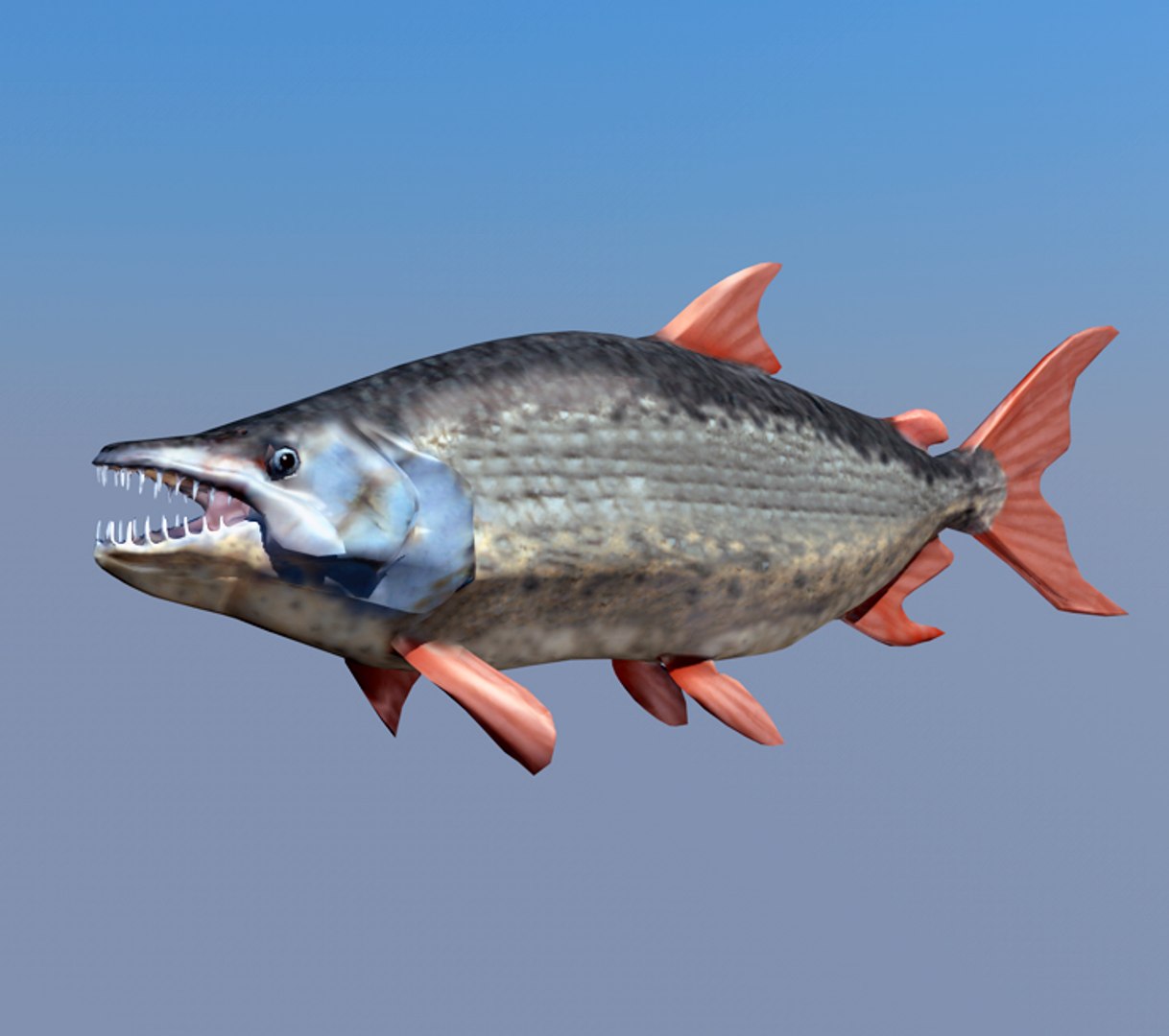 3d model giant tigerfish fish