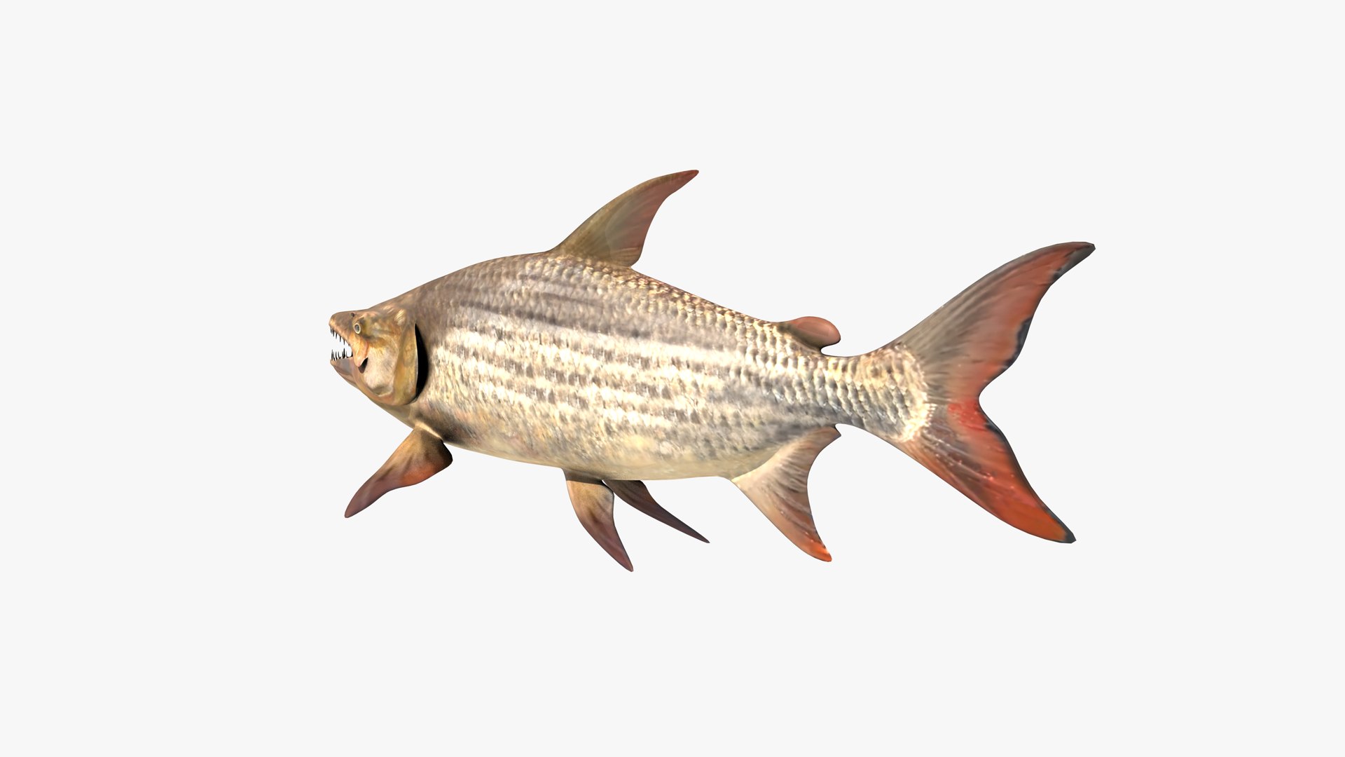 3d Model Giant Tigerfish Fish