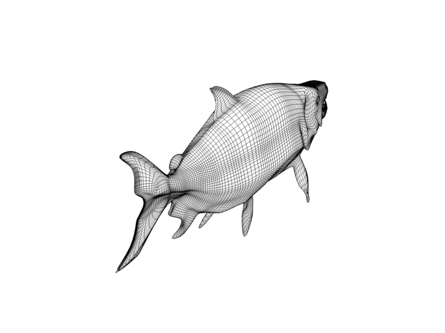 3d model giant tigerfish fish