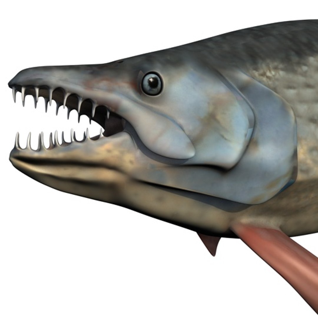 3d model giant tigerfish fish