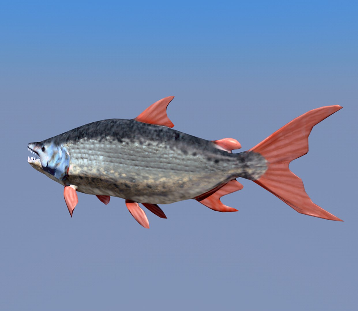 3d model giant tigerfish fish