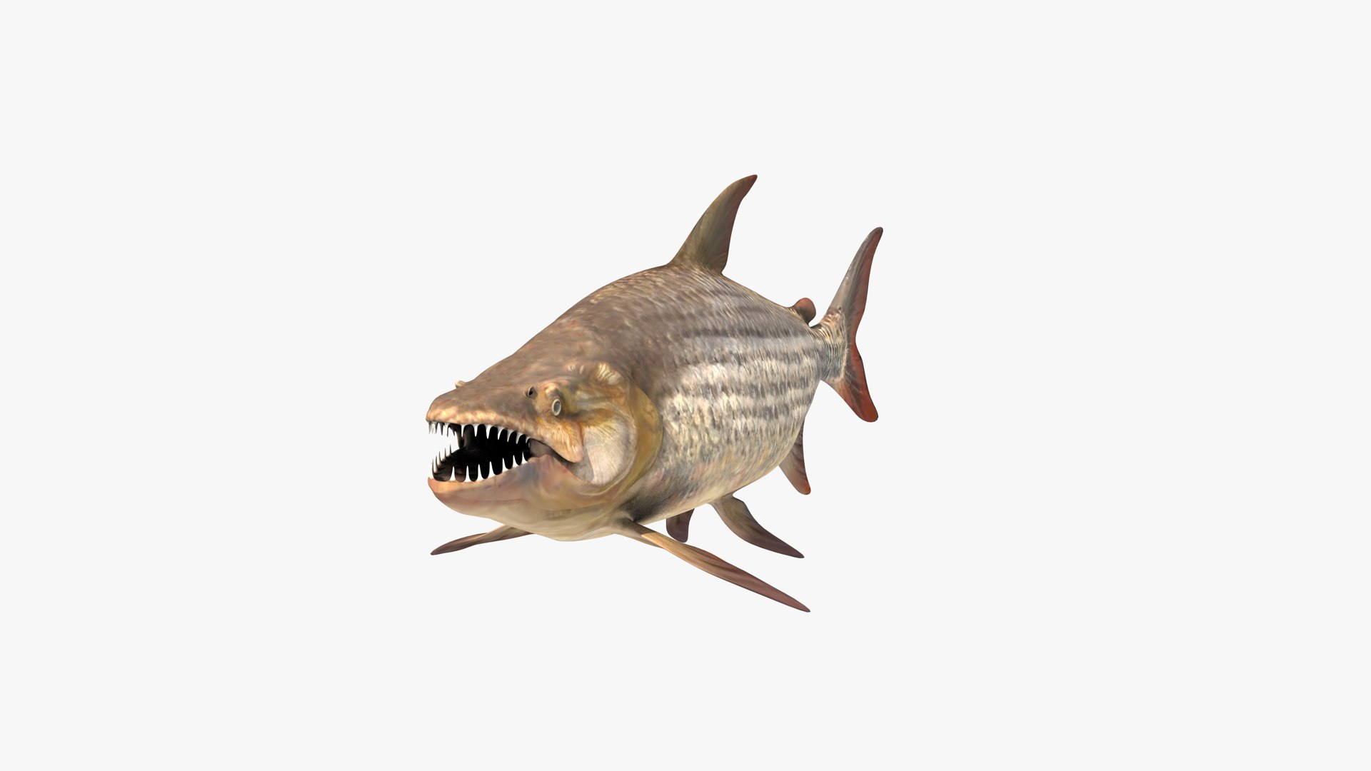 3d Model Giant Tigerfish Fish
