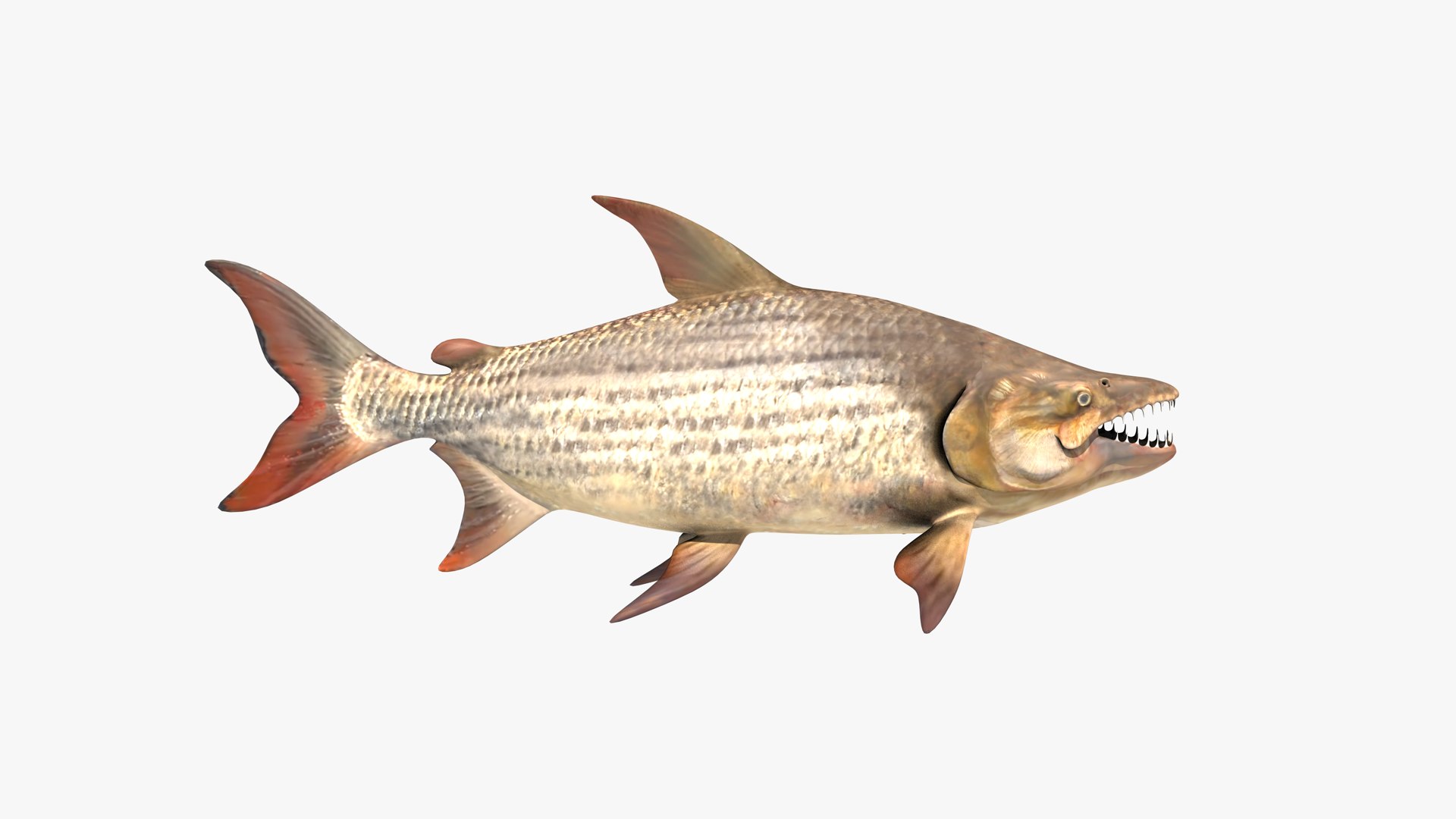 3d Model Giant Tigerfish Fish