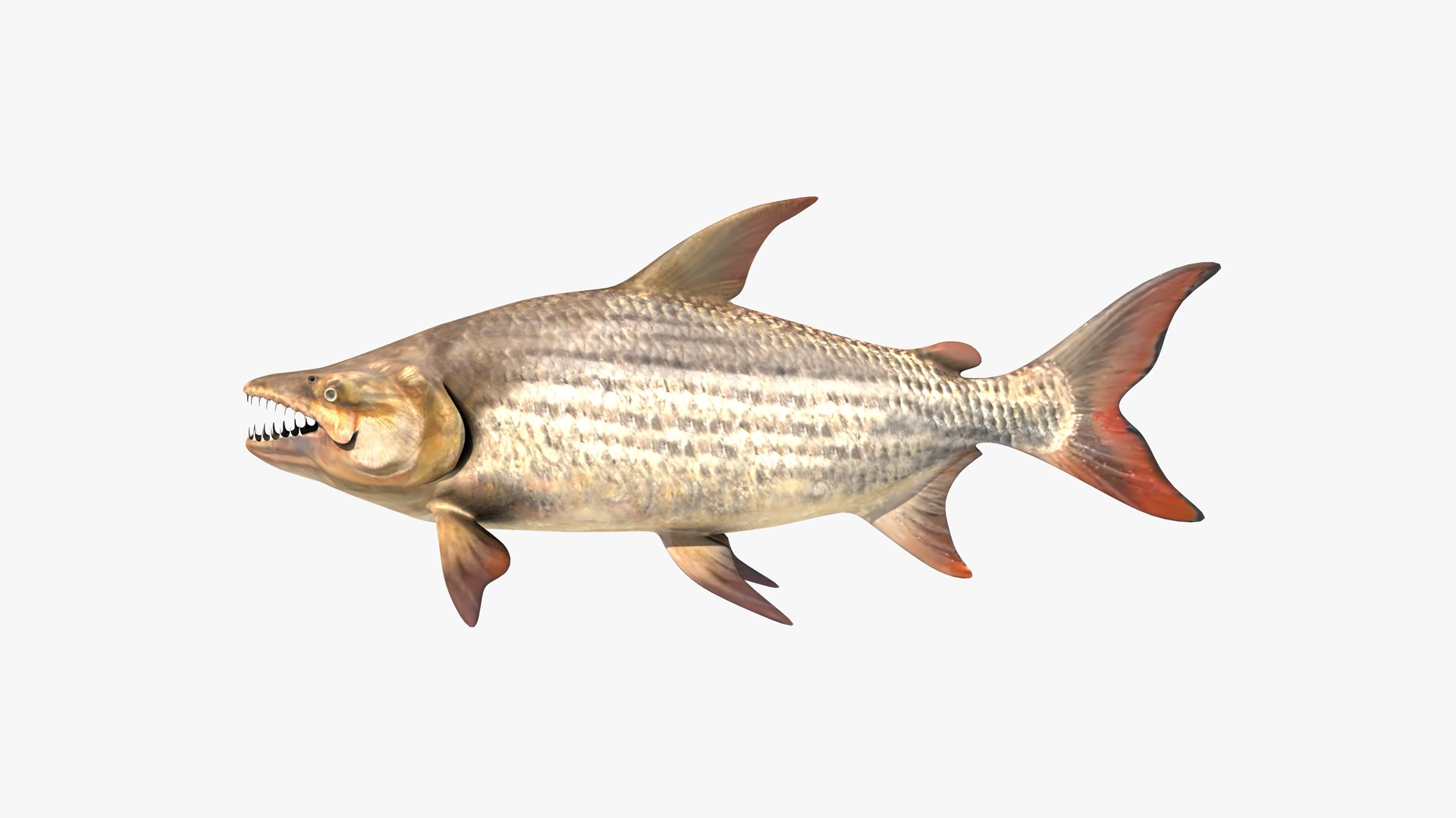 3d Model Giant Tigerfish Fish