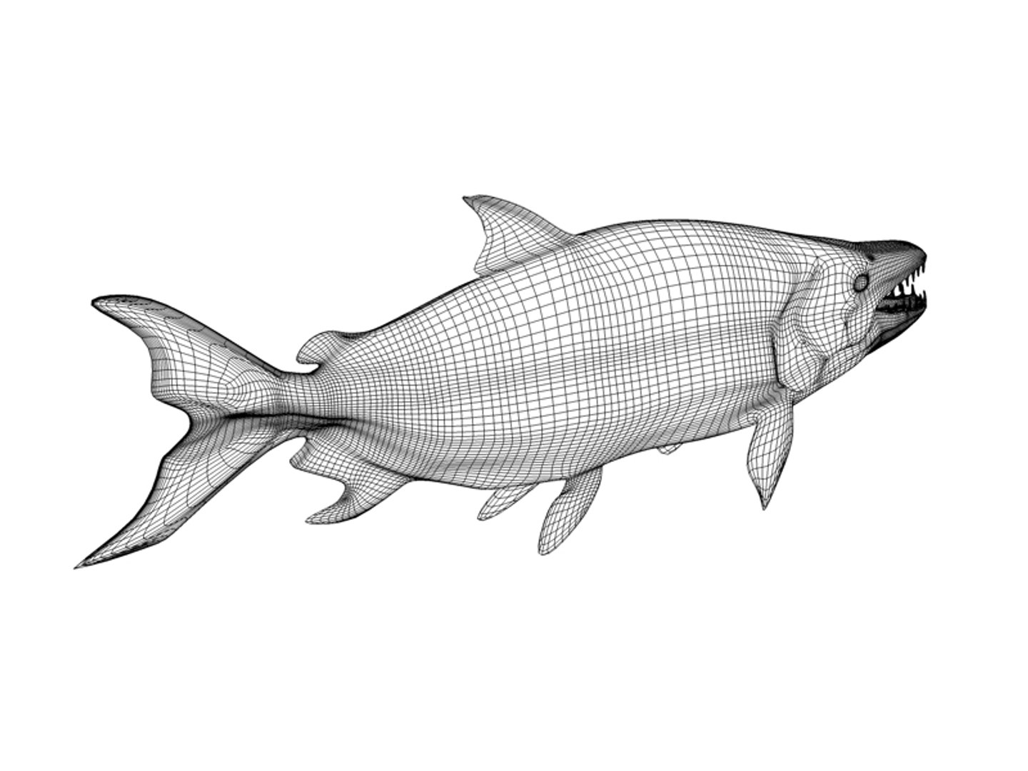 3d model giant tigerfish fish
