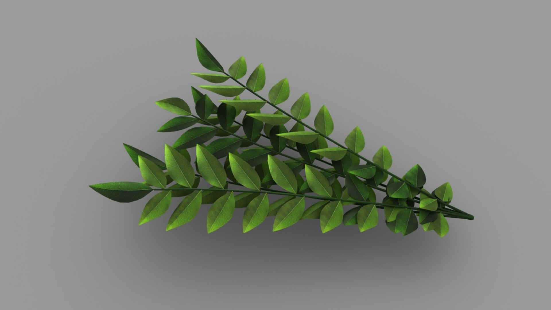 3D Curry Leaves Model - TurboSquid 1260270