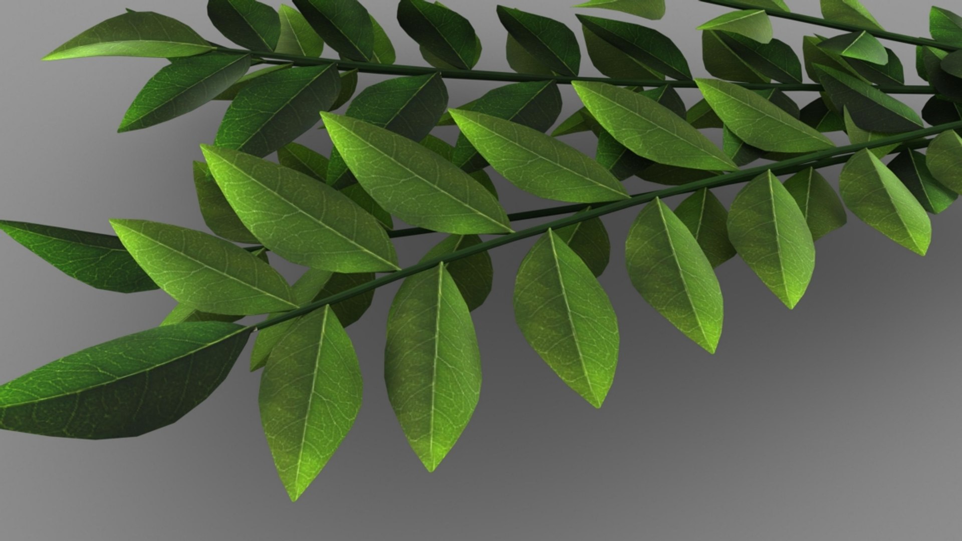 3D Curry Leaves Model - TurboSquid 1260270
