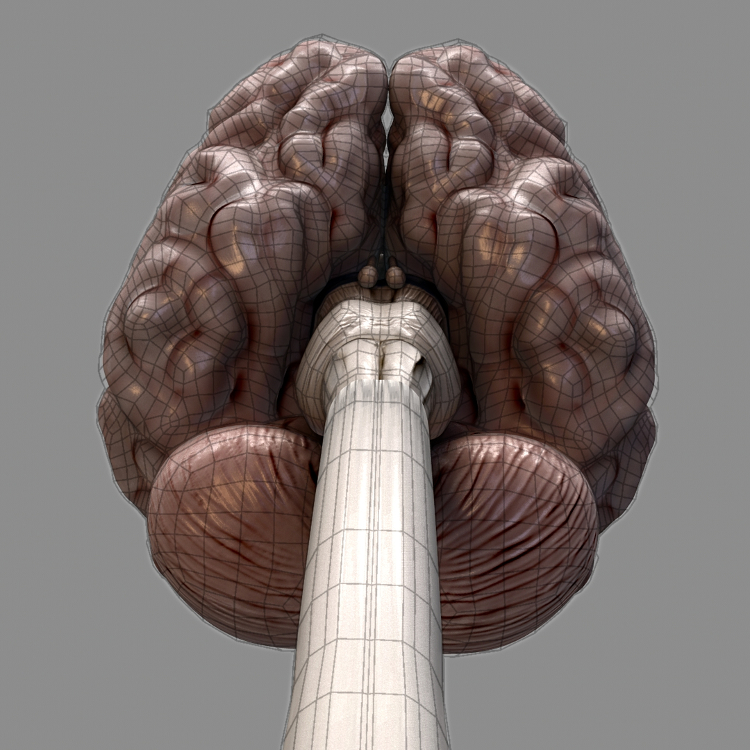 brain anatomy cerebellum 3d model