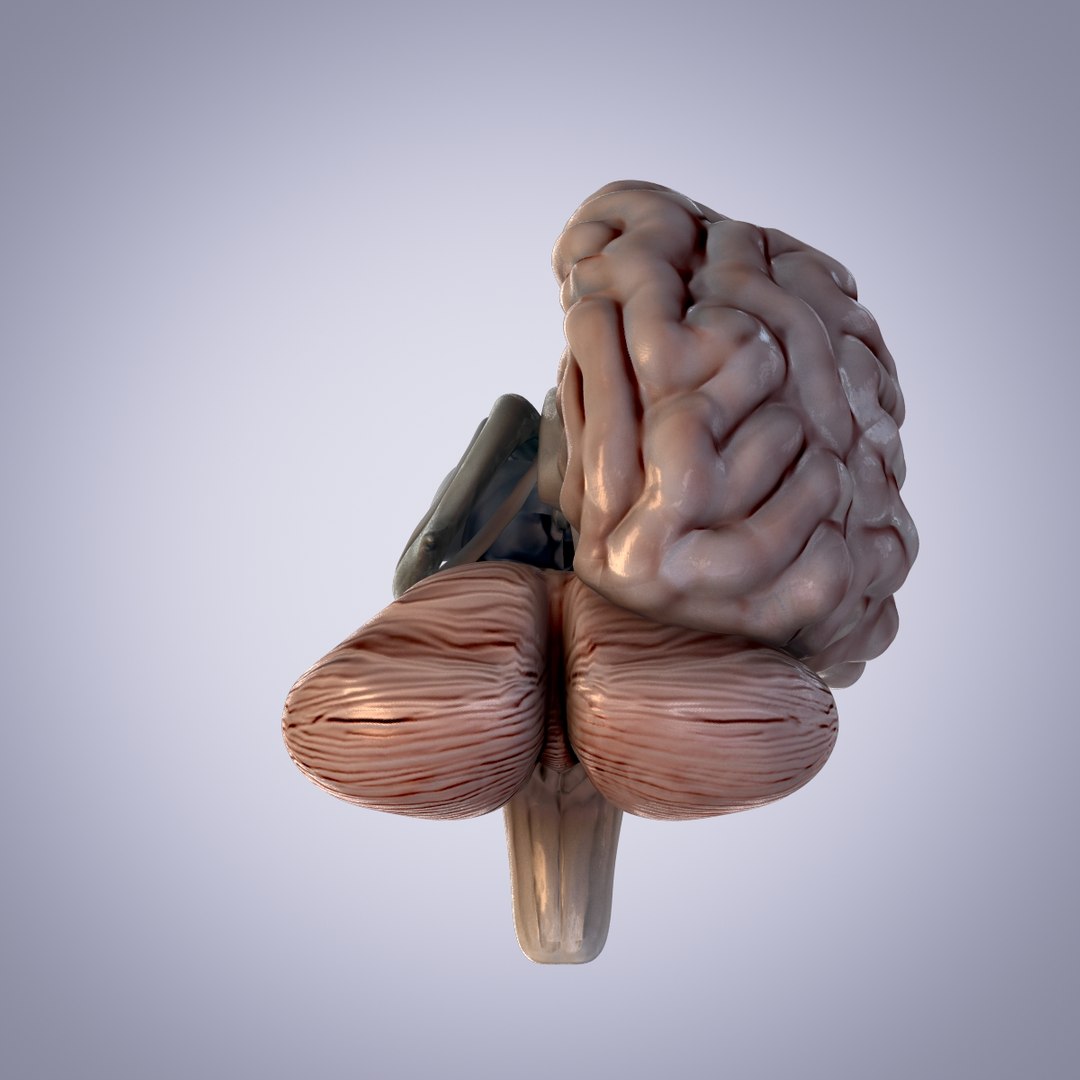 Cerebellum Anatomy 3d