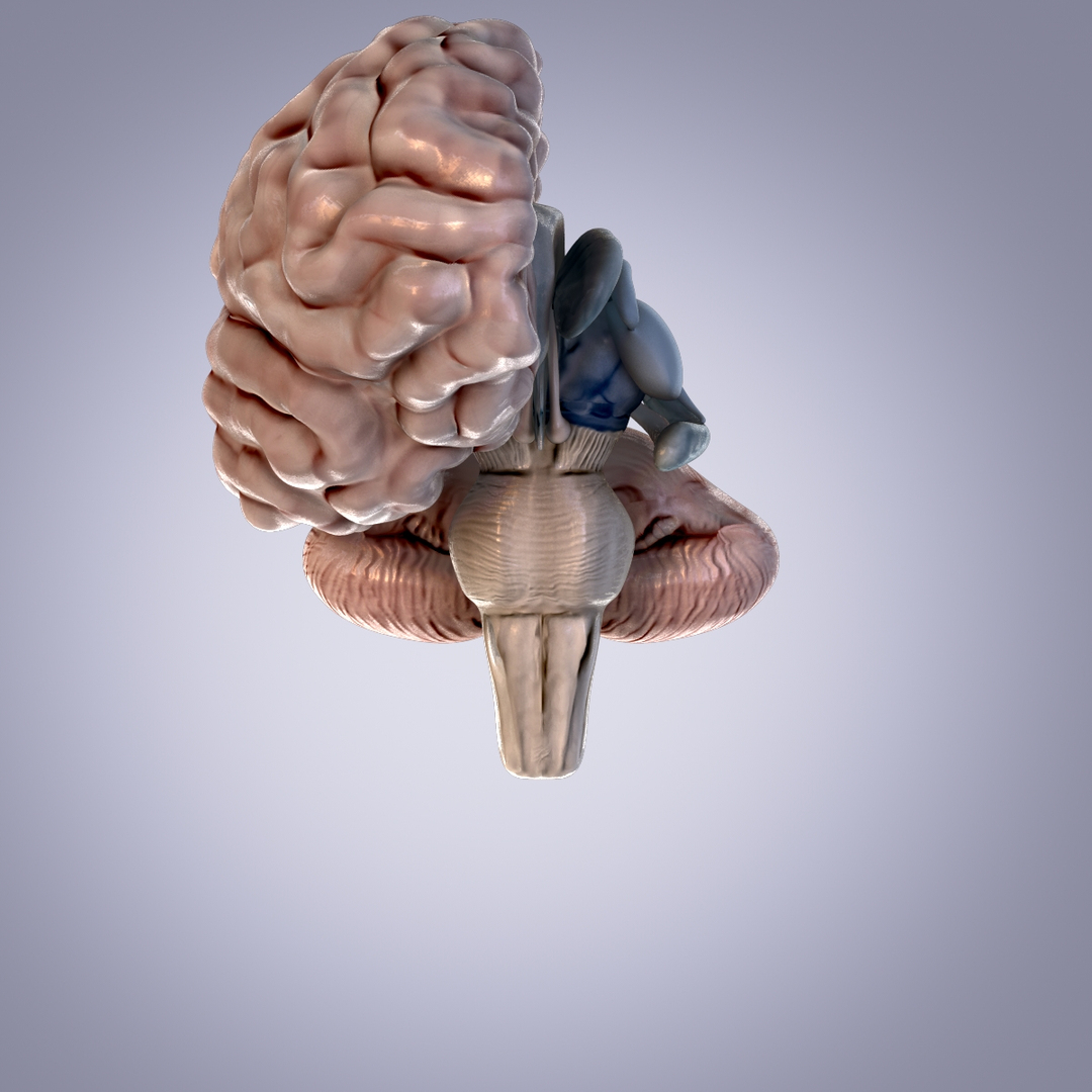 brain anatomy cerebellum 3d model