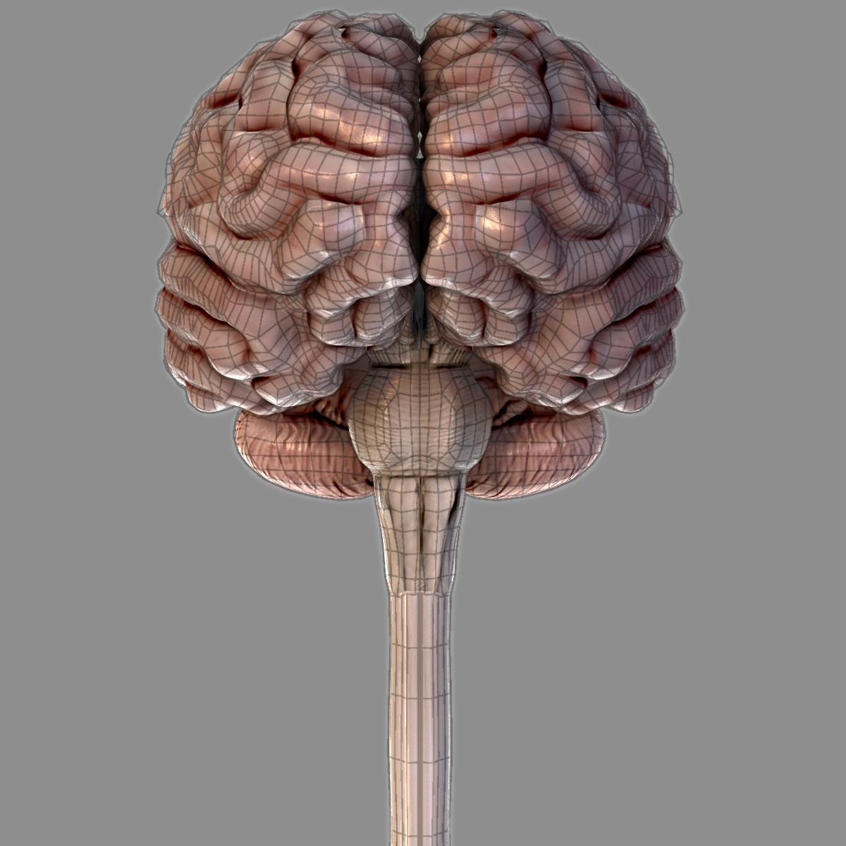 brain anatomy cerebellum 3d model