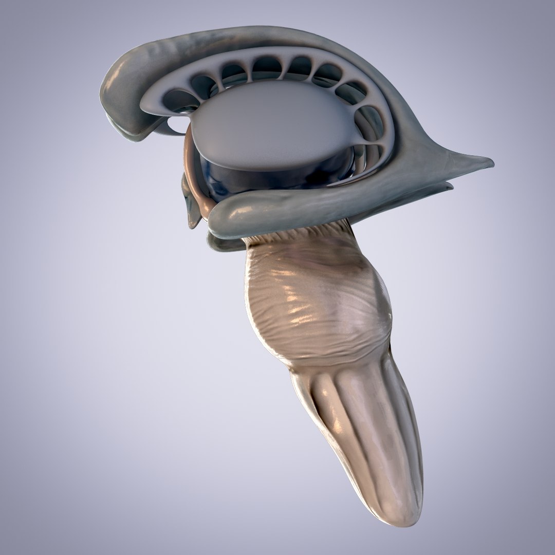 Brain Anatomy Cerebellum 3d Model