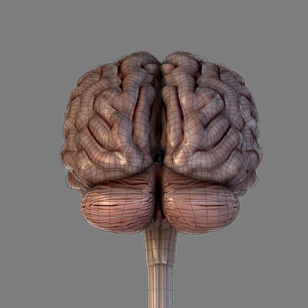 brain anatomy cerebellum 3d model