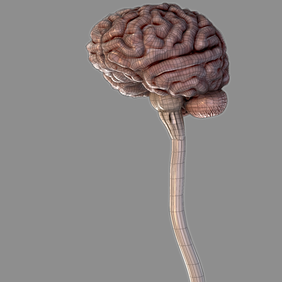 brain anatomy cerebellum 3d model
