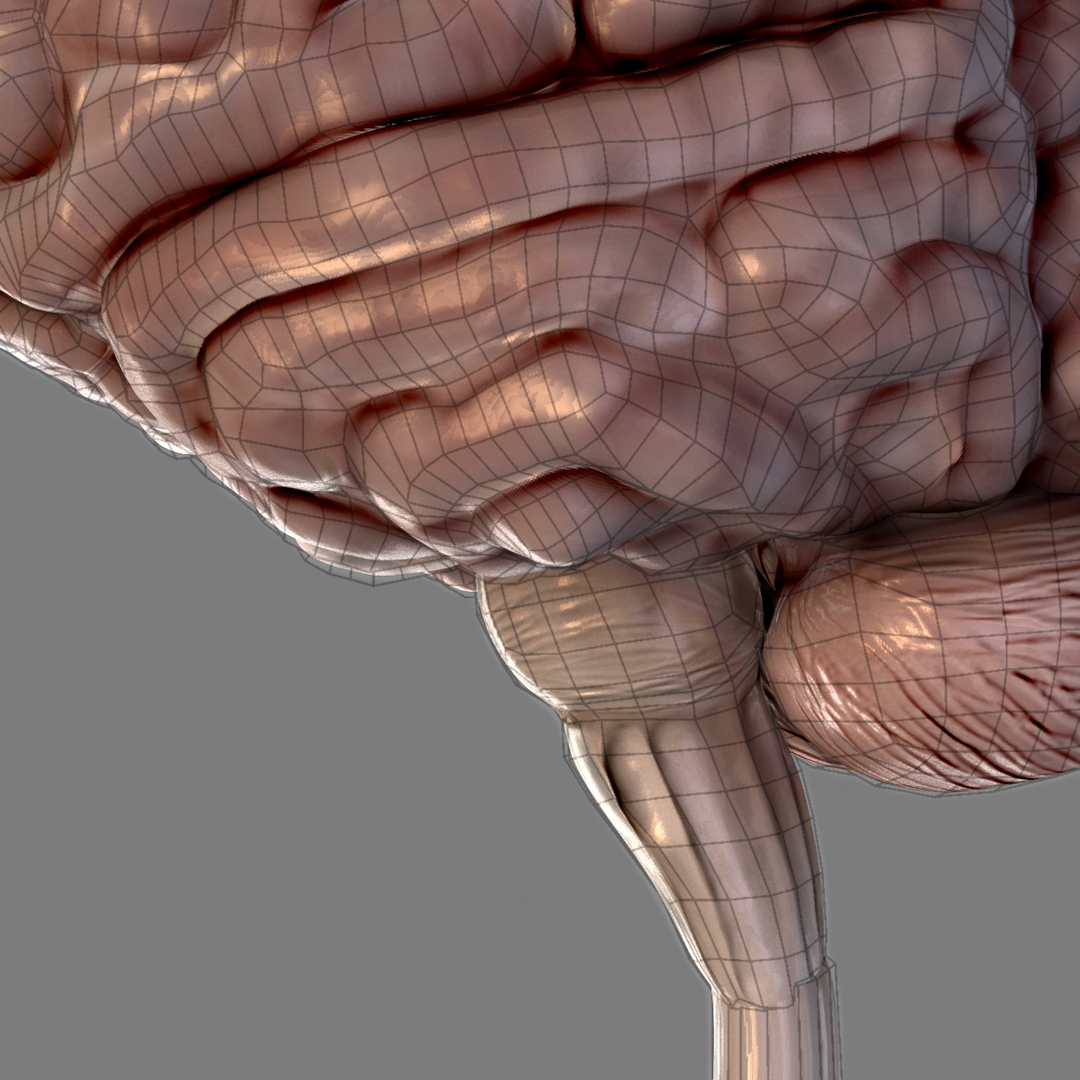 brain anatomy cerebellum 3d model