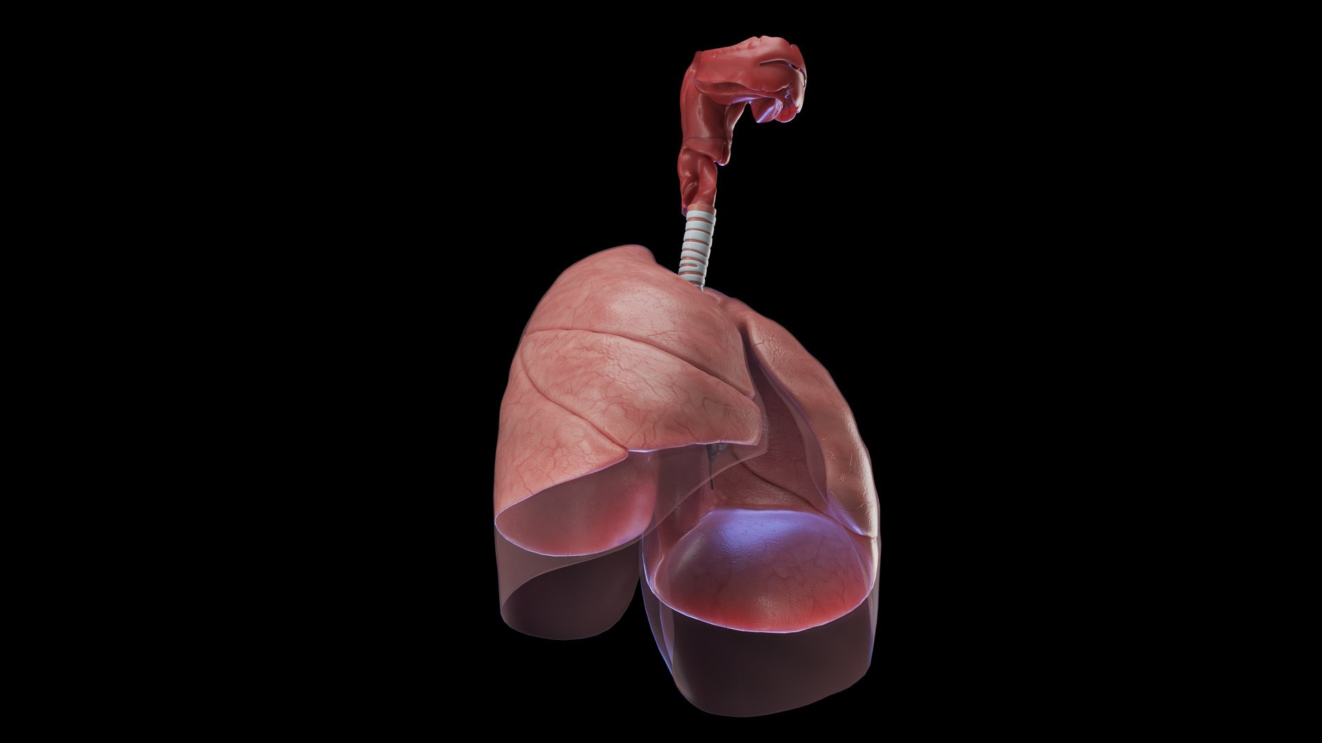 3D Medically Accurate Male Respiratory System - TurboSquid 2042242