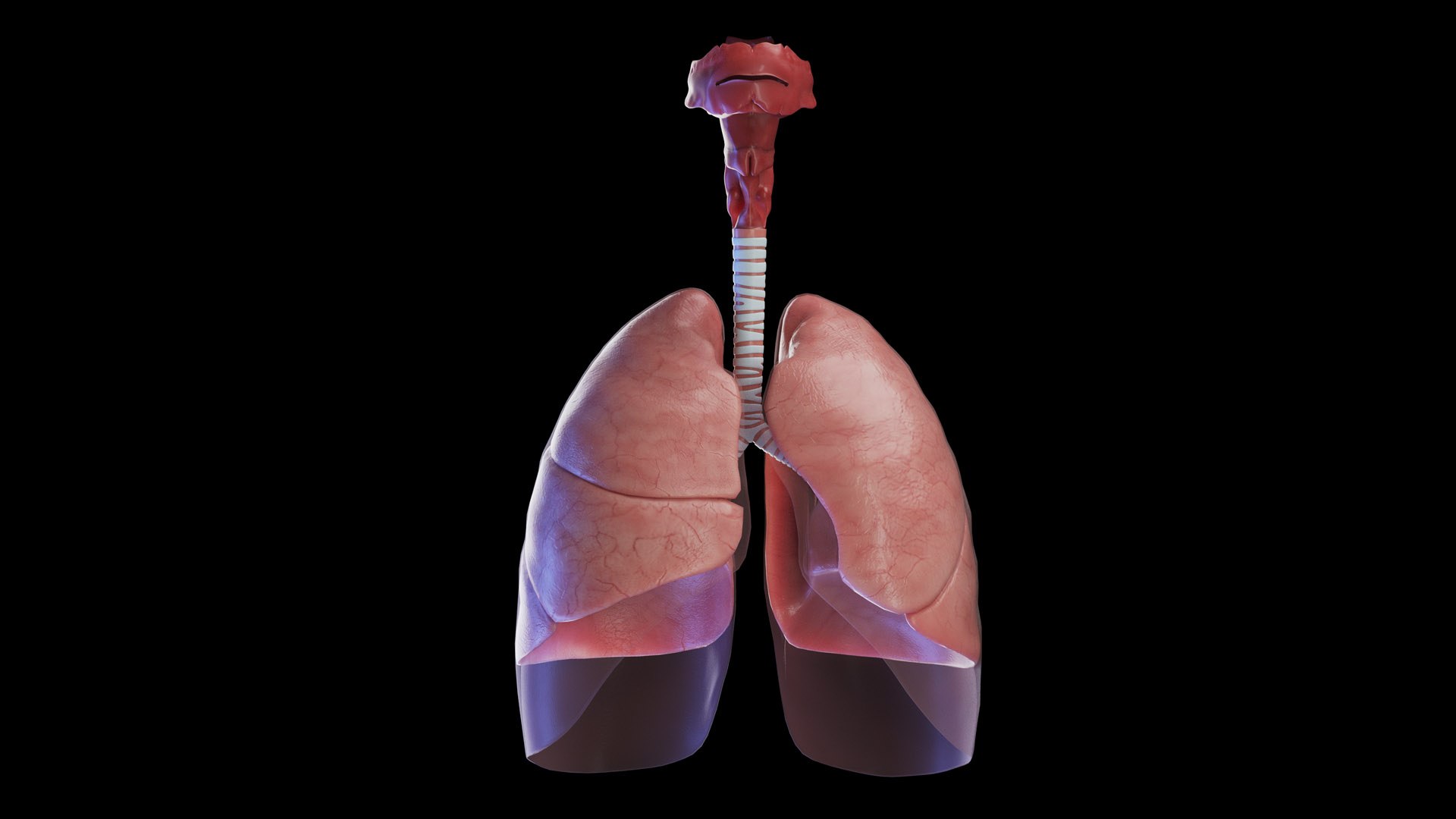 3D Medically Accurate Male Respiratory System - TurboSquid 2042242