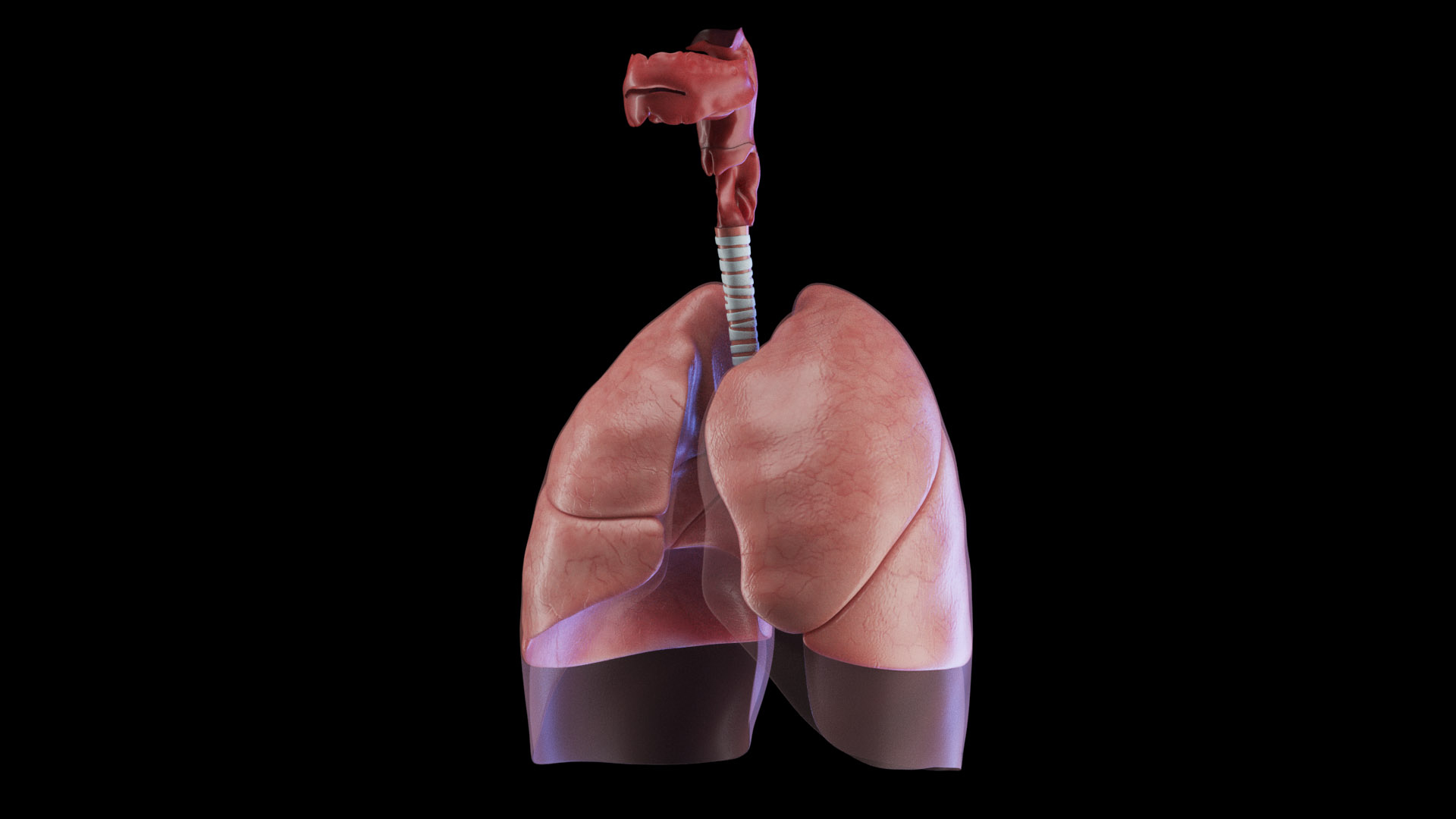 3D Medically Accurate Male Respiratory System - TurboSquid 2042242