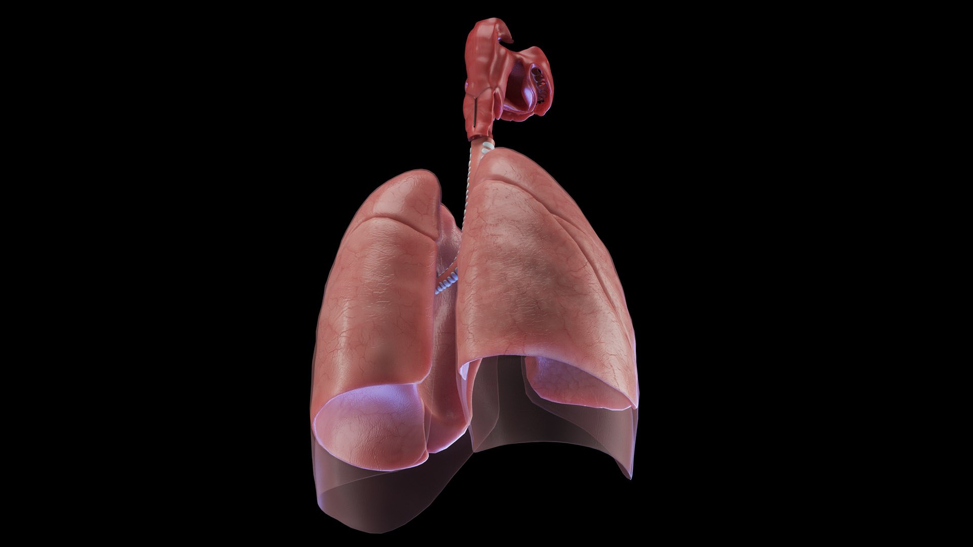 3D Medically Accurate Male Respiratory System - TurboSquid 2042242