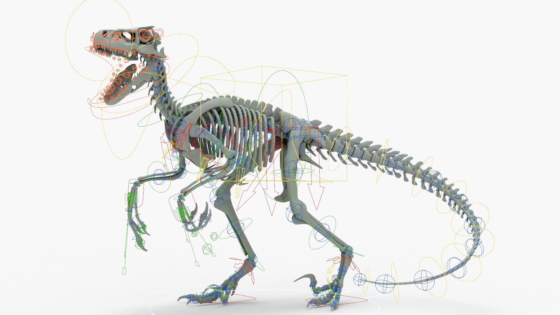 3D Atrociraptor Rigged Skeleton model - TurboSquid 2133874