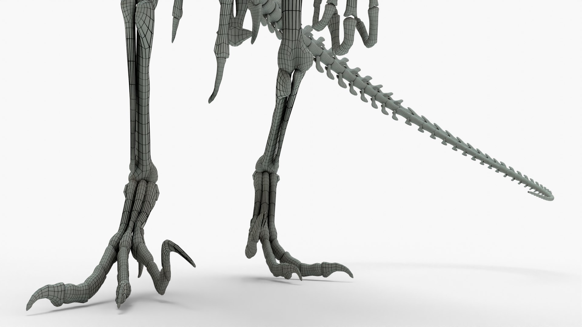3D Atrociraptor Rigged Skeleton model - TurboSquid 2133874